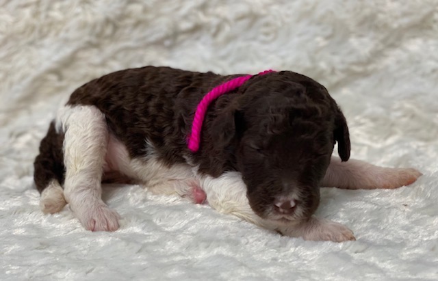 STANDARD POODLE PUPPIES!!! DOB 6/14/2022 | Lawpdoodle K9 Manor