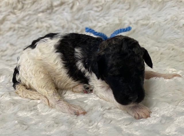 STANDARD POODLE PUPPIES!!! DOB 6/14/2022 | Lawpdoodle K9 Manor