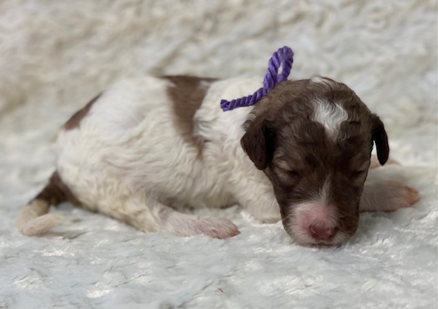 STANDARD POODLE PUPPIES!!! DOB 6/14/2022 | Lawpdoodle K9 Manor