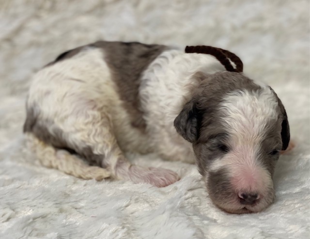 STANDARD POODLE PUPPIES!!! DOB 6/14/2022 | Lawpdoodle K9 Manor