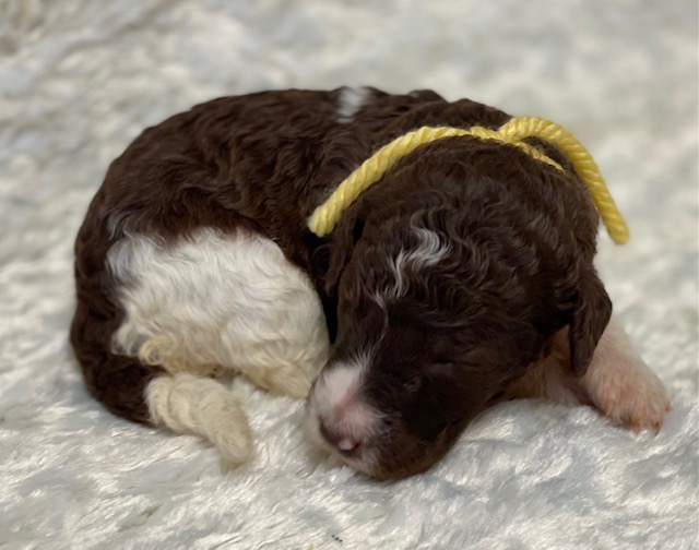 STANDARD POODLE PUPPIES!!! DOB 6/14/2022 | Lawpdoodle K9 Manor