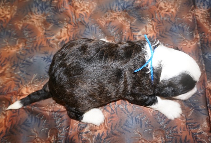 RUTHIE & JACK BORN AUGUST 26, 2015 | Lawpdoodle K9 Manor