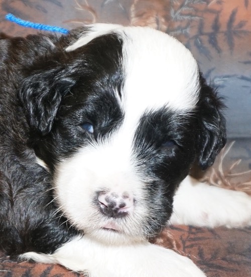 RUTHIE & JACK BORN AUGUST 26, 2015 | Lawpdoodle K9 Manor