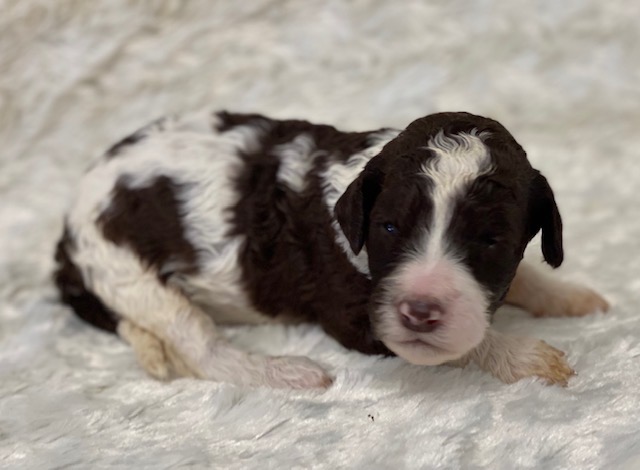 STANDARD POODLE PUPPIES!!! DOB 6/14/2022 | Lawpdoodle K9 Manor