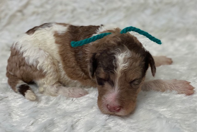 STANDARD POODLE PUPPIES!!! DOB 6/14/2022 | Lawpdoodle K9 Manor